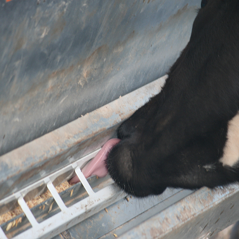 Dry Feed Supplementation - Advantage Feeders